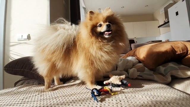 Что выберет злючный шпиц: новую игрушку или кость?