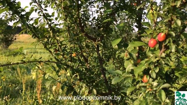 Алыча крупноплодная (слива диплоидная) разных сортов, плодоношение