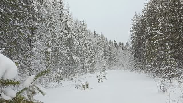 Январские дожди. Частичная проверка капканов. Куда ушел зверь?