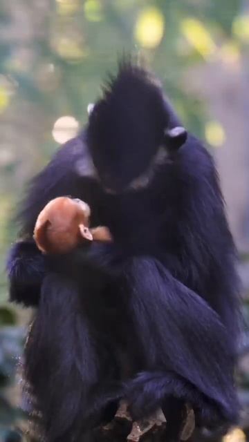 Лангуры: Жизнь в Ветвях – Загадочные Тонкотелые Обезьяны