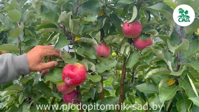 Яблоня колоновидная АРБАТ. Зимостойкий и неприхотливый сорт осеннего срока созревания.