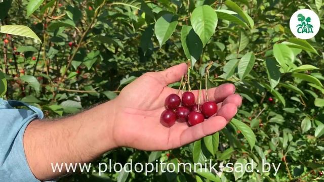 ВИШНЕВЫЙ САД . ВИДЕОЭКСКУРСИЯ ПО СОРТАМ ВИШНИ ИЗ ПИТОМНИКА.