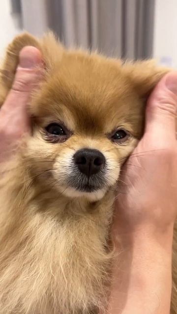 Басенька любит ушепочёсы!