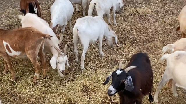 Собака охраняет коз