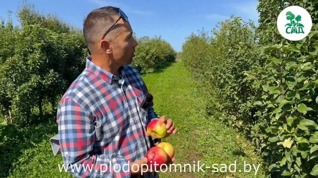 Яблоня колоновидная ТРИУМФ. Потрясающий приятный вкус плодов, компактное дерево.