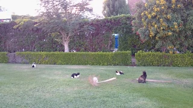 Кошки и котята наслаждаются днем на траве в ОАЭ