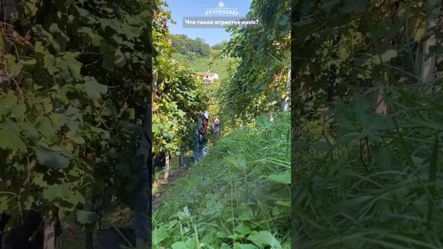 Путеводитель по Коллекциям СОМЕЛЬЕ. Что такое игристое вино?