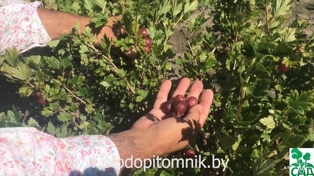 Крыжовник Розовый 2. Редкий сорт крыжовника, требующий хорошей агротехники.