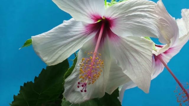 Как распускаются цветы