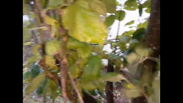 Прививка нескольких сортов на одно дерево.