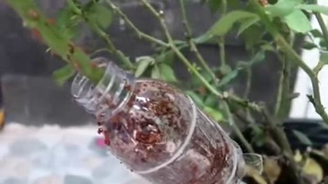 Размножение роз картофелем для быстрого роста