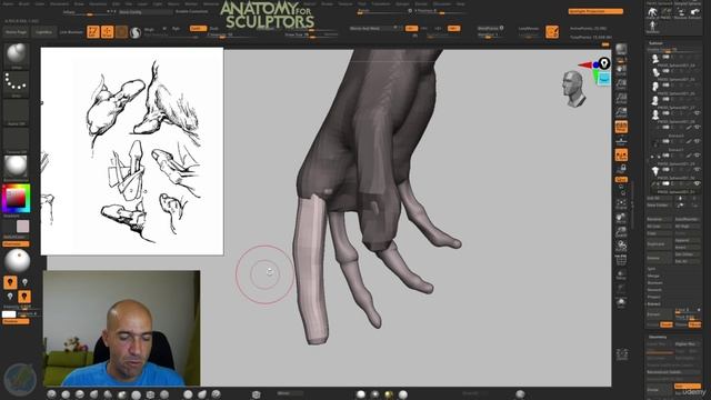 17. Кисть и пальцы