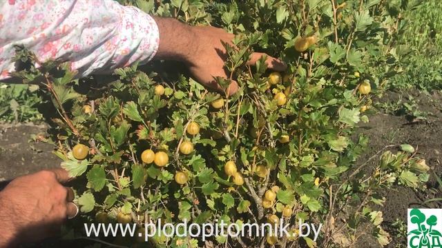 Крыжовник Юбилейный. Желтоплодный сладкий крыжовник.