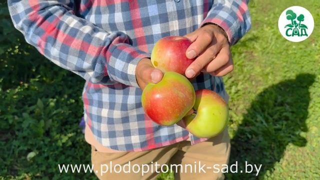 Яблоня сорт Алеся   Регулярное плодоношение, высокие вкусовые и товарные качества плодов.