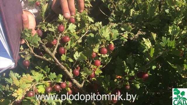 Крыжовник Садко. Довольно поздний сорт крыжовника практически без колючек