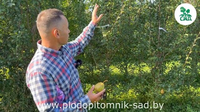 Груша сорт Гера. Позднезимний урожайный сорт, устойчивый к основным заболеваниям.