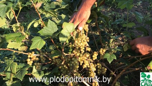 Смородина ЗЕЛЕНОПЛОДНАЯ существует !). Сорта зеленоплодной смородины Верти, Изумрудное ожерелье.