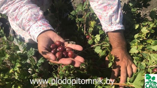 Крыжовник Серенада. Промышленный сорт крыжовника с крупной ягодой.