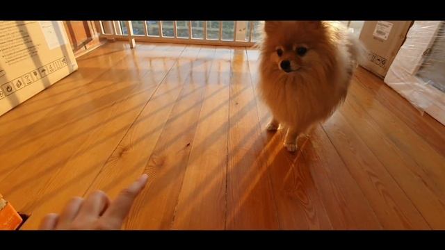 У шпица Баси новый друг - жук!