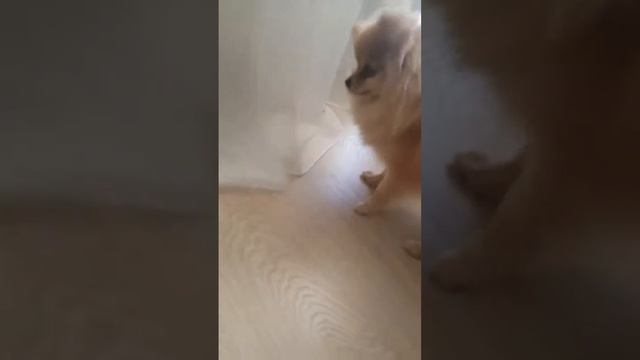 Ни кот, ни собака не хотят ловить паука