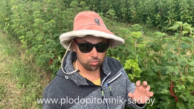 САМЫЙ РАННИЙ сорт смородины красной ЙОНКЕР ВАН ТЕТС.