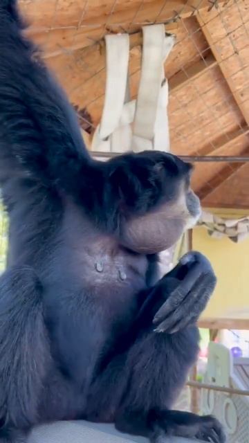 Сиаманг — Гигант Гиббонов: Тайны Громогласной Обезьяны Юго-Восточной Азии