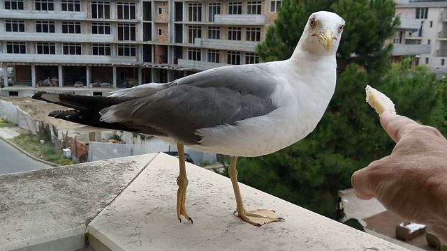 Болгарская чайка