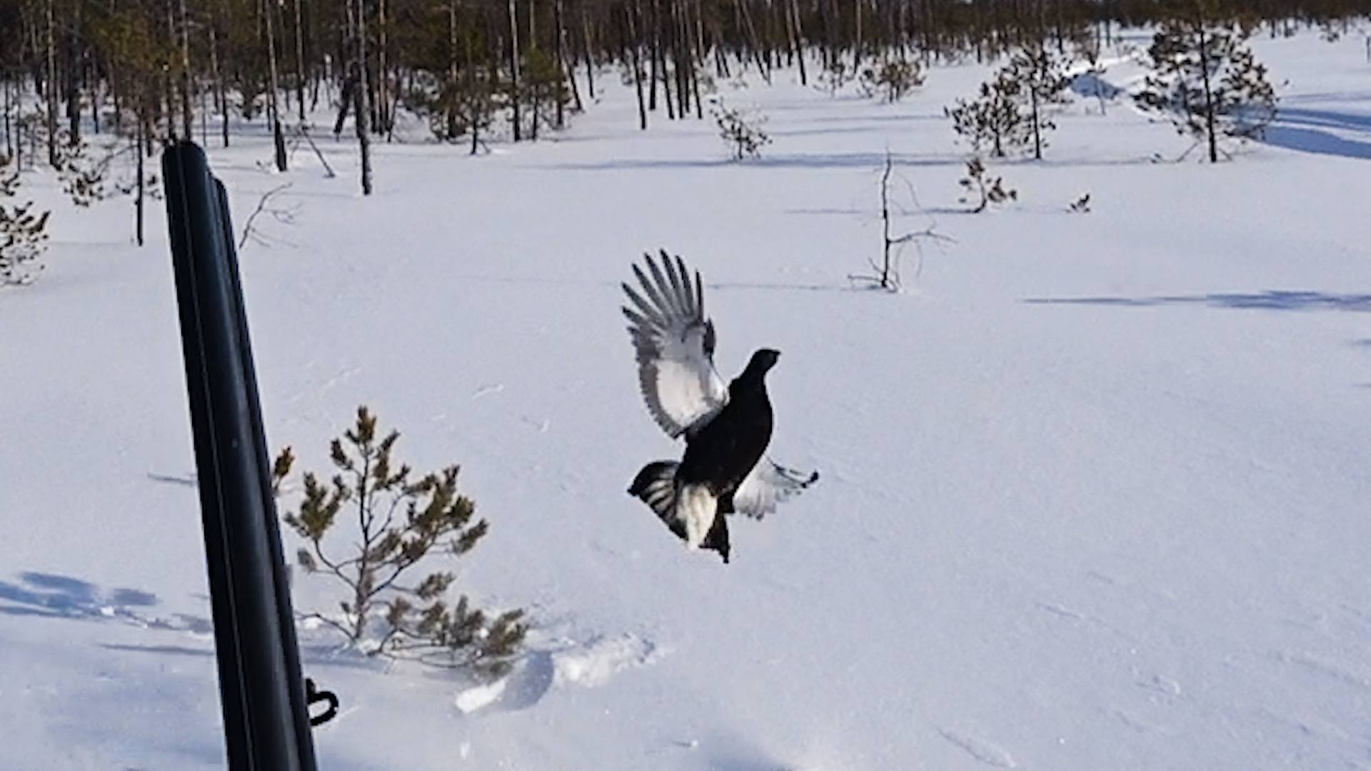 Удачная охота. Добыл тетеревов.