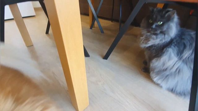 Бася, Рыся и зимующая муха!