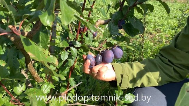 Слива сорт БЛЮФРИ описание плодоношения при низкой формировке кустом.