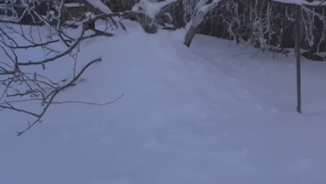 Закрываю снегом деревья от морозов