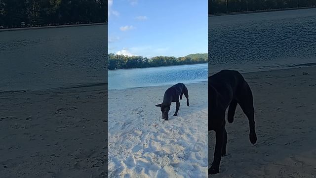 Пляжные собаки в Краби