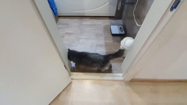 Безумная погоня шпица за мухой!