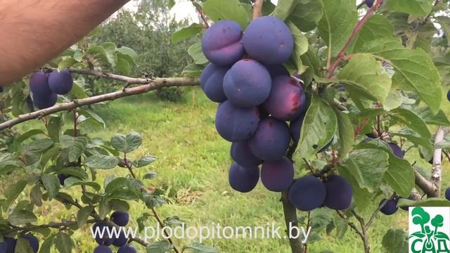 Слива сорт КРОМАНЬ. Описание.