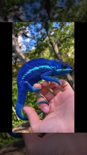 Чудо рождения хамелеона