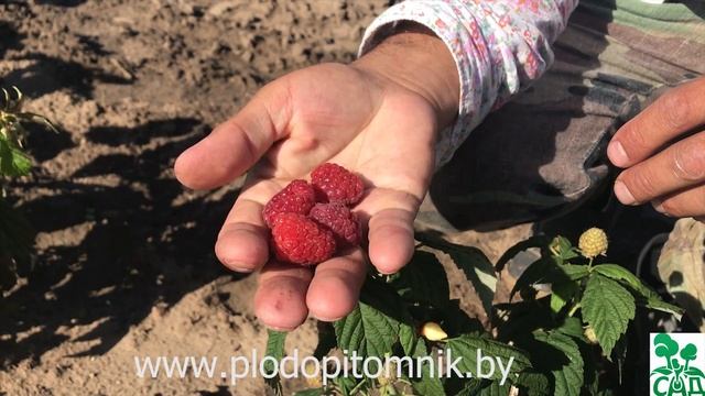 Малина Пингвин. Ремонтантная малина для промышленных посадок, растёт как малиновое дерево.