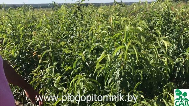 Саженцы сливы, персика, абрикоса, алычи купить в питомнике плодовых деревьев.