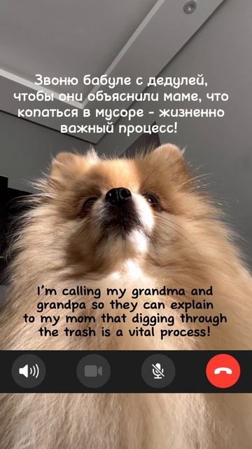 Звоню бабуле с дедулей #11