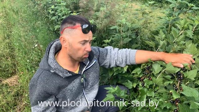 Смородина чёрная сорт ДОБРЫНЯ описание плодоношения на ягодной плантации.