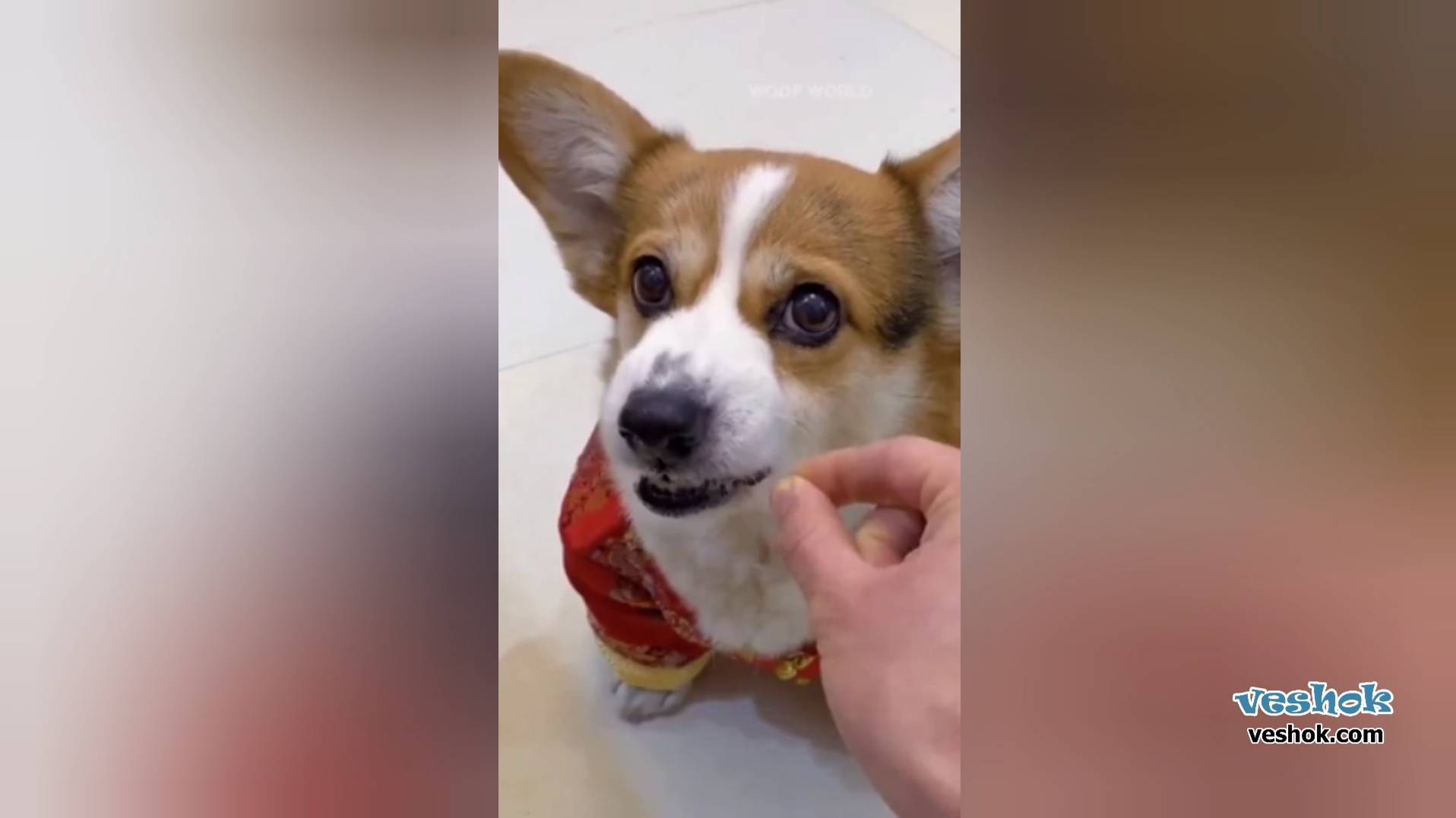 Подборка лучшие смешные видео приколы и юмор за январь 2025