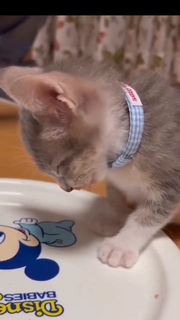 а вот теперь котики