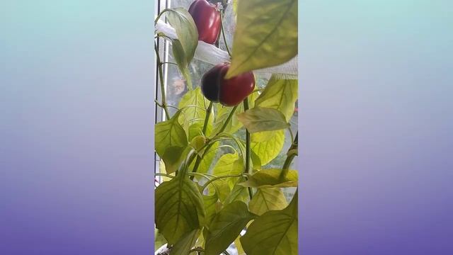 Не сейте перец на рассаду в январе.