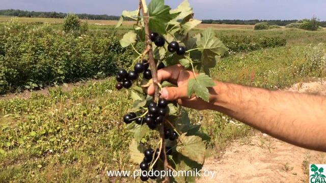 Смородина чёрная сорт Экзотика