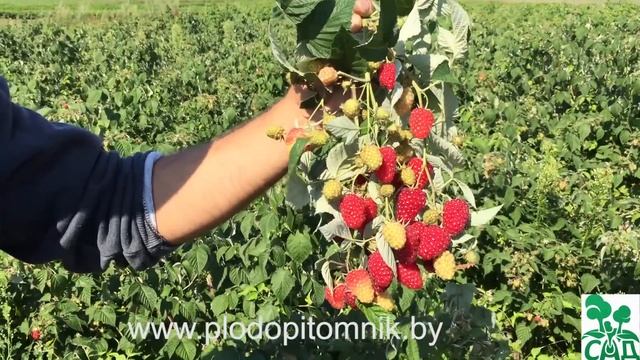 Малина ремонтантная сорт Бриллиантовая, плодоношение в 2015 году