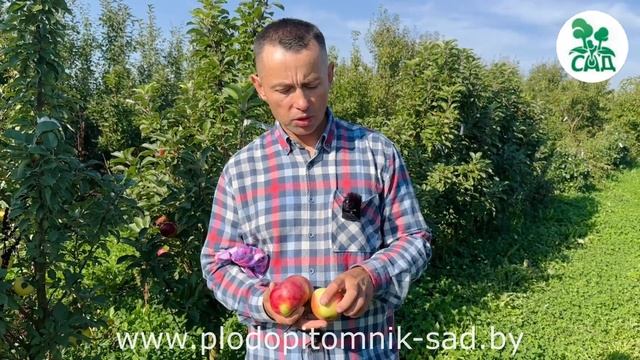 Яблоня колоновидная ЭЛИТА. Зимостойкий, урожайный сорт с очень вкусными плодами.