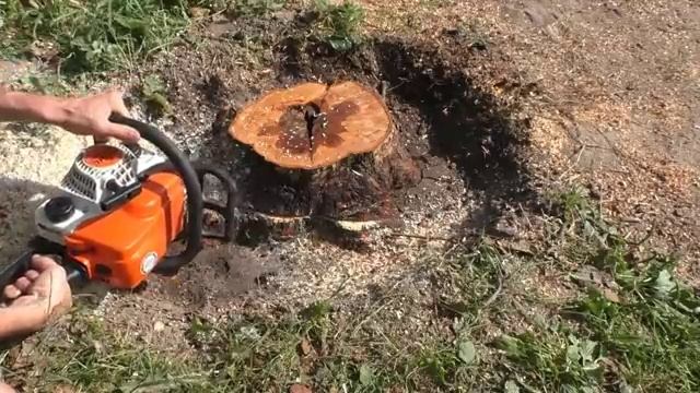 Как быстро убрать пень с огорода