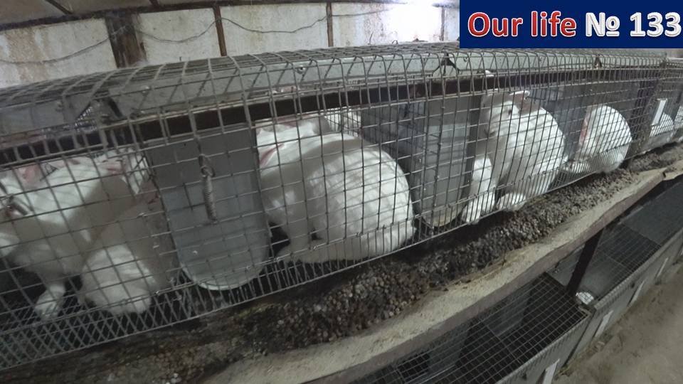 Важные дни в кролиководстве.  Как увеличить производительность на ферме?