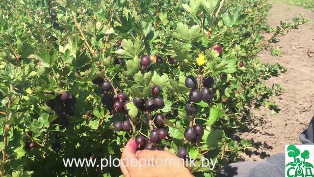 Крыжовник сорт Раволт