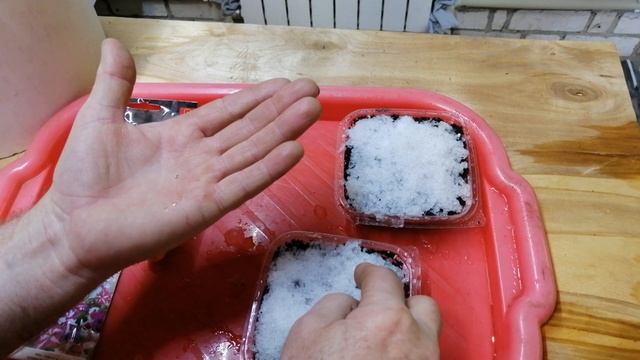 Январская посадка и всходы петуний