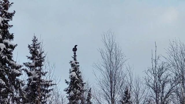 Непуганный глухарь